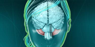 Cervelet - À quoi sert le cervelet ? - Fiches santé et conseils médicaux