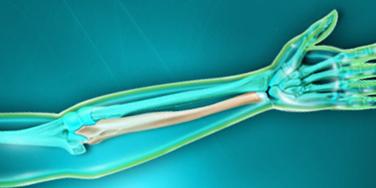 Cubitus - A quoi sert l’ulna ? - Fiches santé et conseils médicaux