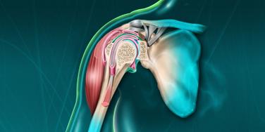 Epaule - Quels sont les mouvements de l’épaule ? - Fiches santé et ...