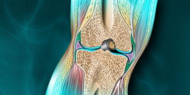 Genou - Quels sont les mouvements des genoux ? - Fiches santé et ...