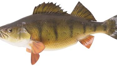 Perche - Que contient la perche ? - Fiches santé et conseils médicaux