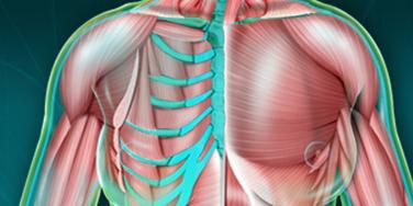 Biceps crural - Qu’est-ce que c’est ? - Fiches santé et conseils médicaux