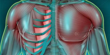 Muscle intercostal - Qu’est-ce que c’est ? - Fiches santé et conseils ...