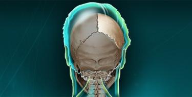 Os pariétal - Qu’est-ce que c’est ? - Fiches santé et conseils médicaux