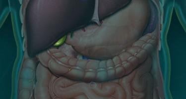 Cancers de la vésicule et des voies biliaires - Quels examens faire ...