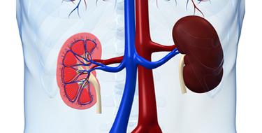 Transplantation rénale - Quels sont les traitements nécessaires ...