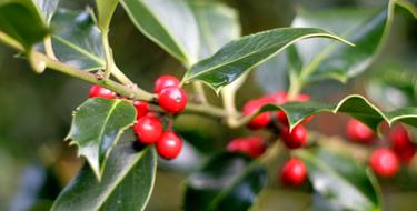 Fragon - Qu'est ce que c'est ? - Fiches santé et conseils médicaux