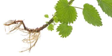 Ortie Racine - Quelle action ? - Fiches santé et conseils médicaux