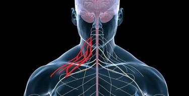 Plexus brachial - Qu’est-ce que c’est ? - Fiches santé et conseils médicaux