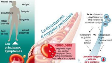 Anémies - Qu'est-ce que c'est ? - Fiches santé et conseils médicaux