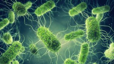 Salmonellose - Quels sont les symptômes ? - Fiches santé et conseils ...