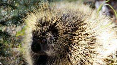 Le porc-épic pris en modèle pour des piqûres indolores