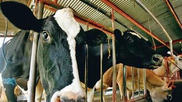 Les animaux nourris aux OGM se portent bien