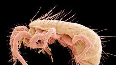 Le médicament contre la gale en rupture de stock