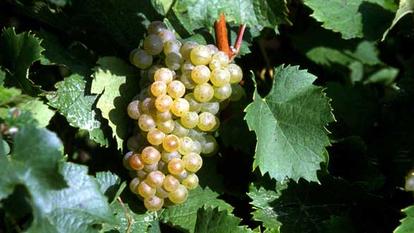 Cépage muscadelle : Guide, géographie et spécificités