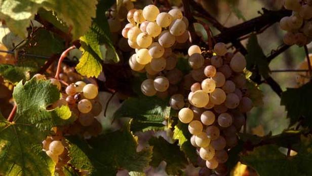 Cépage Sémillon : Guide, géographie et spécificités