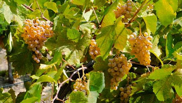 Cépage marsanne : Guide, géographie et spécificités