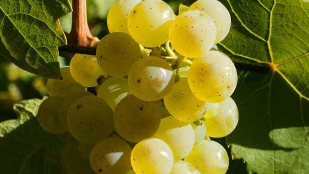 Cépage riesling : Guide, géographie et spécificités