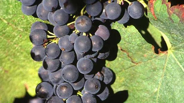Cépage Syrah : Guide, géographie et spécificités