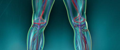 Artère poplitée - Qu’est-ce que c’est ? - Fiches santé et conseils médicaux