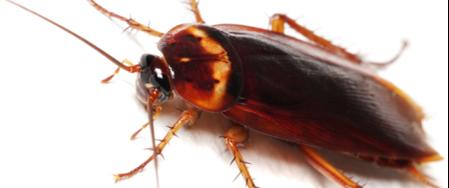 Blattes - Qu'est ce que c'est ? - Fiches santé et conseils médicaux