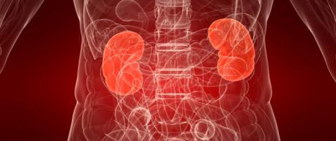 Cancer du rein - Quels symptômes ? - Fiches santé et conseils médicaux