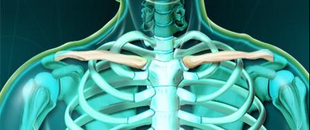 Clavicule - Qu’est-ce que c’est ? - Fiches santé et conseils médicaux