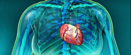 Coeur - Qu'est-ce que c'est ? - Fiches santé et conseils médicaux