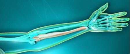 Cubitus - A quoi sert l’ulna ? - Fiches santé et conseils médicaux