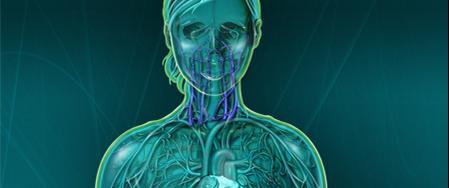 Veine jugulaire - Qu’est-ce que c’est ? - Fiches santé et conseils médicaux