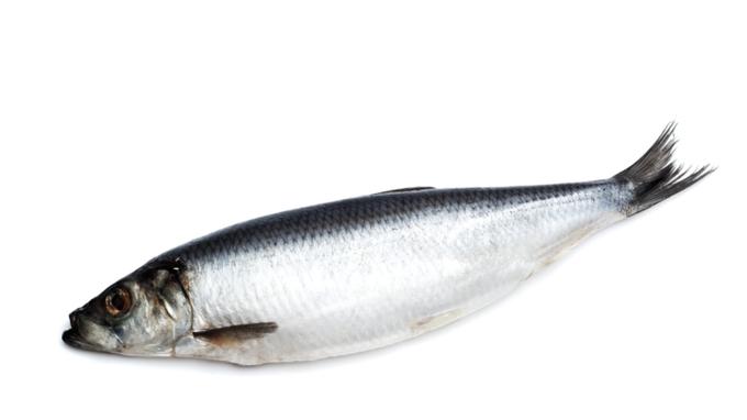 Hareng - Quels sont ses bienfaits ? - Fiches santé et conseils médicaux