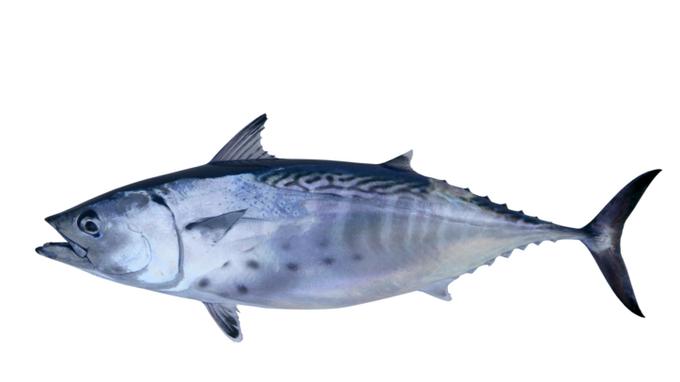 Thon - Quels sont ses bienfaits ? - Fiches santé et conseils médicaux