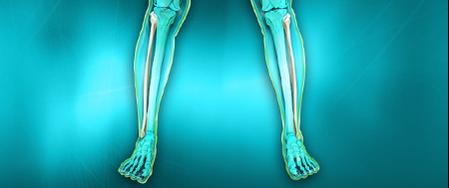 Péroné - Qu’est-ce que c’est ? - Fiches santé et conseils médicaux