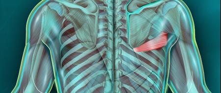 Muscle Petit rond - Quelle est sa fonction ? - Fiches santé et conseils ...