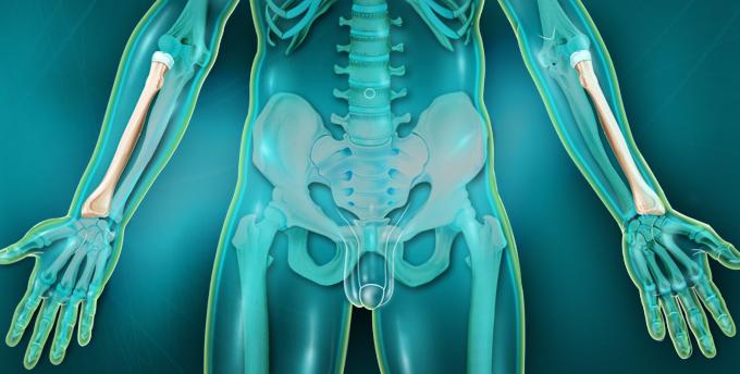 Radius - Qu’est-ce que c’est ? - Fiches santé et conseils médicaux