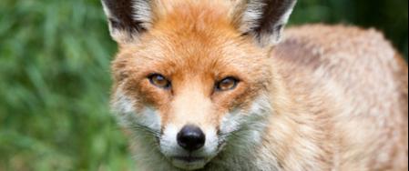 Rage - Qu’est-ce que la rage ? - Fiches santé et conseils médicaux