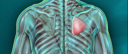 Muscle sous-épineux - Quelle est sa fonction ? - Fiches santé et ...