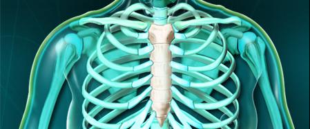 Sternum - Qu’est-ce que c’est ? - Fiches santé et conseils médicaux
