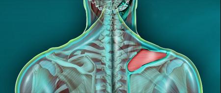 Muscle sus-épineux - Quelle est sa fonction ? - Fiches santé et ...