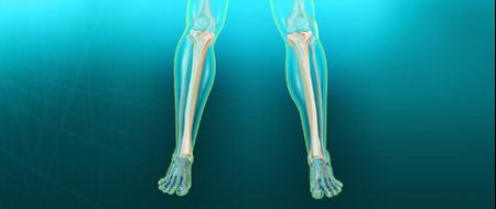 Tibia - Qu’est-ce que c’est ? - Fiches santé et conseils médicaux