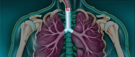 Trachée - Qu’est-ce que c’est ? - Fiches santé et conseils médicaux