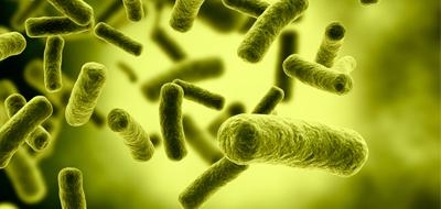 Peste - Quel mode de contamination ? - Fiches santé et conseils médicaux