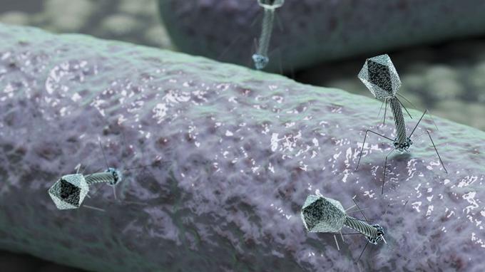 Les phages, ces virus à l'assaut des bactéries