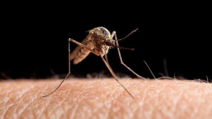 Insectes, parasites : comment protéger sa peau en voyage