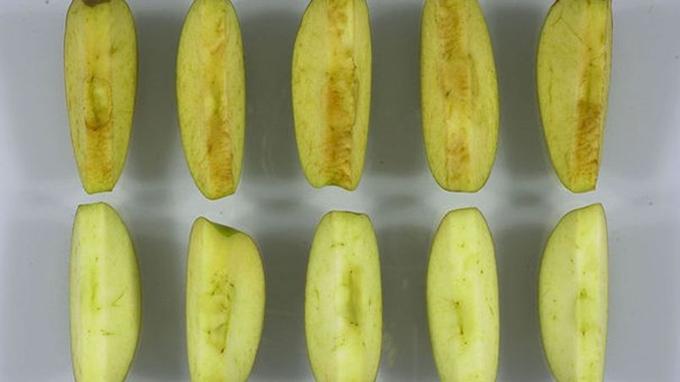 La pomme OGM qui ne brunit pas quand on la coupe