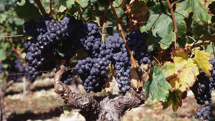 Cépage Merlot : Guide, géographie et spécificités
