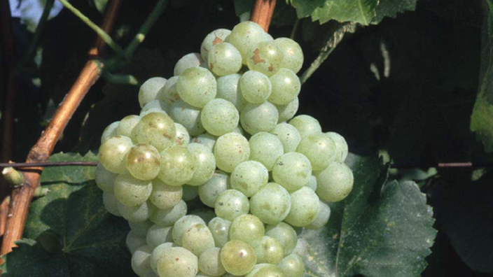 Cépage maccabeu : Guide, géographie et spécificités