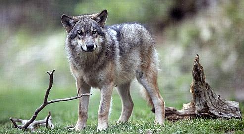 Le loup est de retour aux portes de Vienne