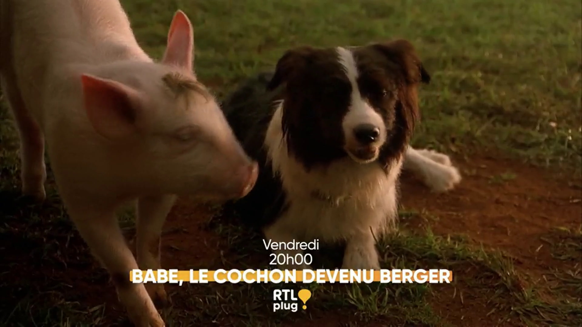 Babe, le cochon devenu berger