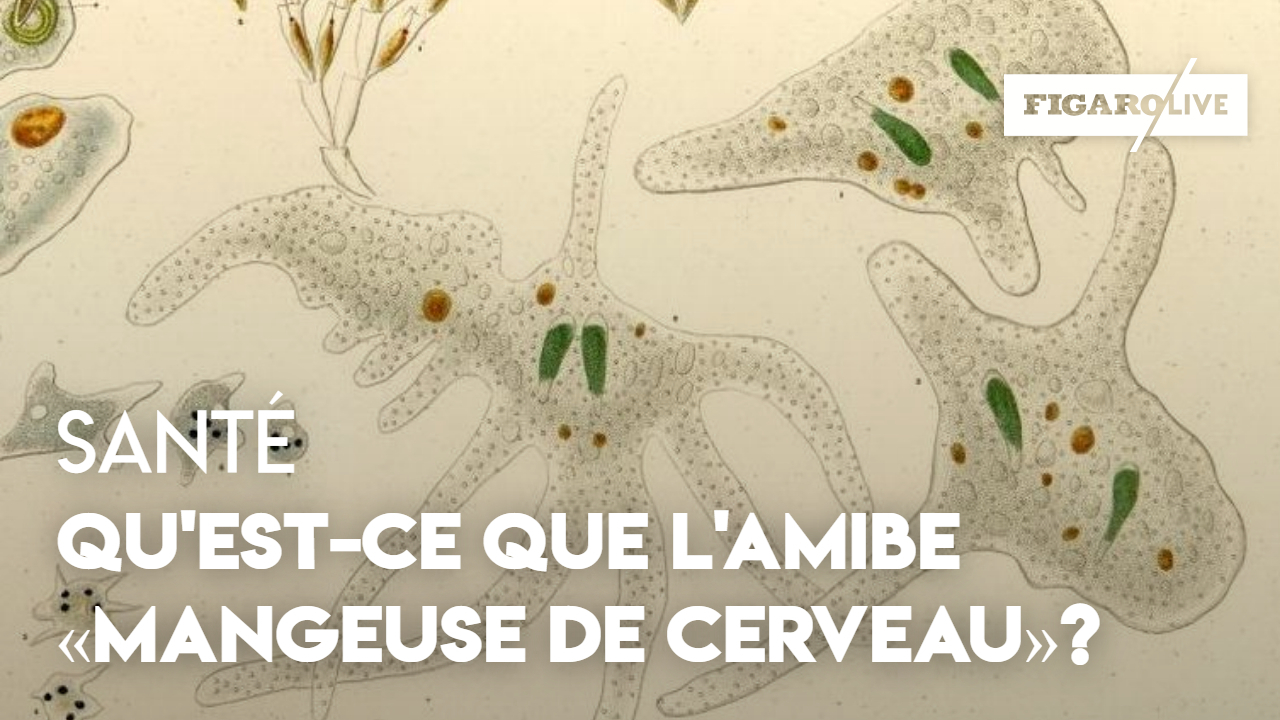 Amibe «mangeuse de cerveau» : qu'est-ce que cette bactérie mortelle